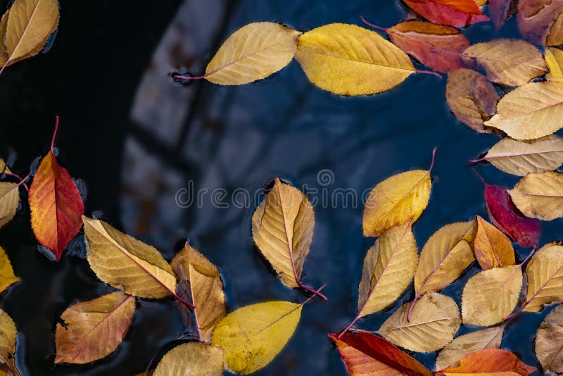 Autumn leaves on the water stock photo. Image of october - 169840330