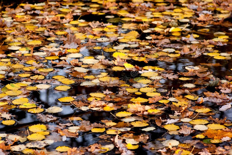 Autumn leaves on water stock photo. Image of maple, yellow - 22033266