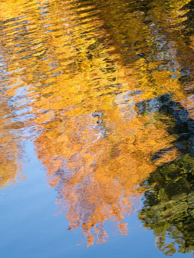 Autumn leaves in the water stock image. Image of autumn - 78377191