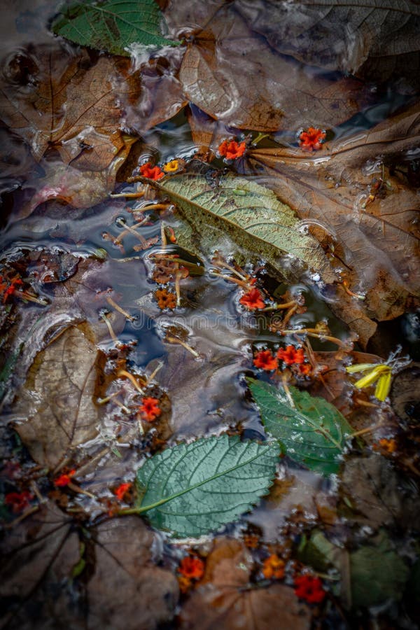 Autumn Leaves in Water and Bubbles with Reflection Stock Image - Image ...