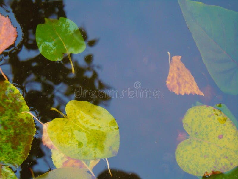 Autumn Leaves in the Water. Stock Photo - Image of rays, falling: 138975810
