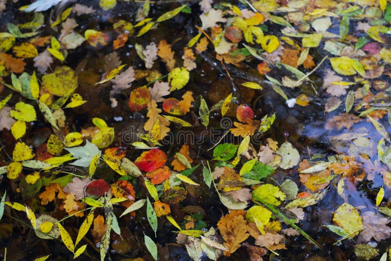 Autumn leaves on water stock image. Image of leaf, floating - 78833291