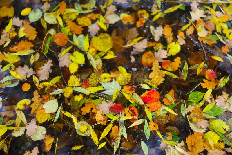 Autumn leaves on water stock photo. Image of park, leaves - 78833458