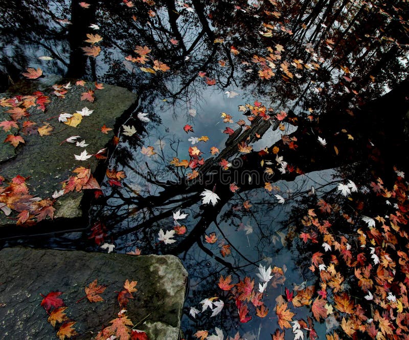 Autumn leaves in water. stock photo. Image of reflection - 57511310