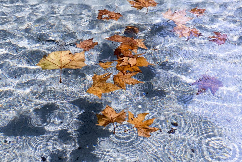 Autumn leaves on the water stock image. Image of light - 258716003