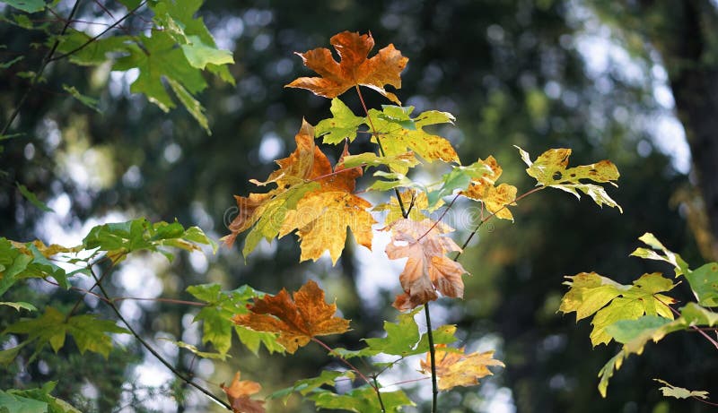Autumn leaves stock image. Image of colors, cooler, halloween - 101724741