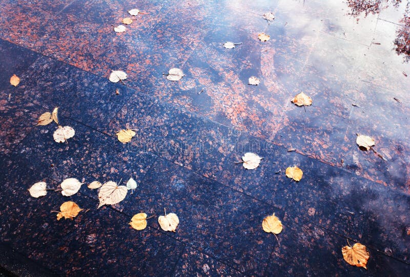Autumn Leaves on Wet Granite Background Stock Photo - Image of ...