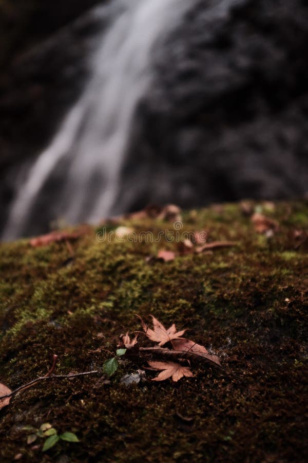 Autumn Leaves on the Wet Mossy Ground with a Blurred Waterfall in the ...