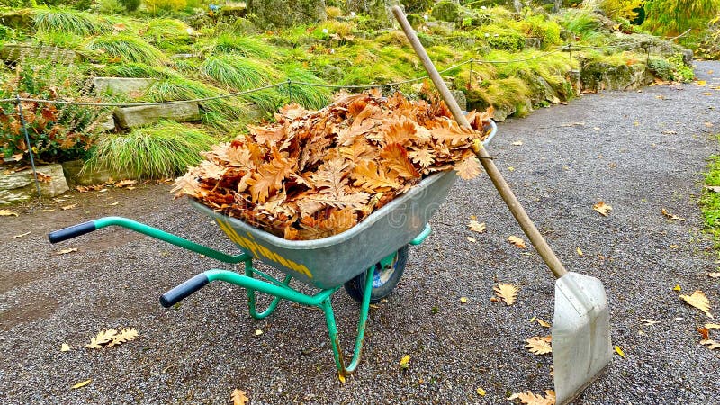 Autumn Leaves in a Wheel Barrow Stock Photo - Image of barrow ...