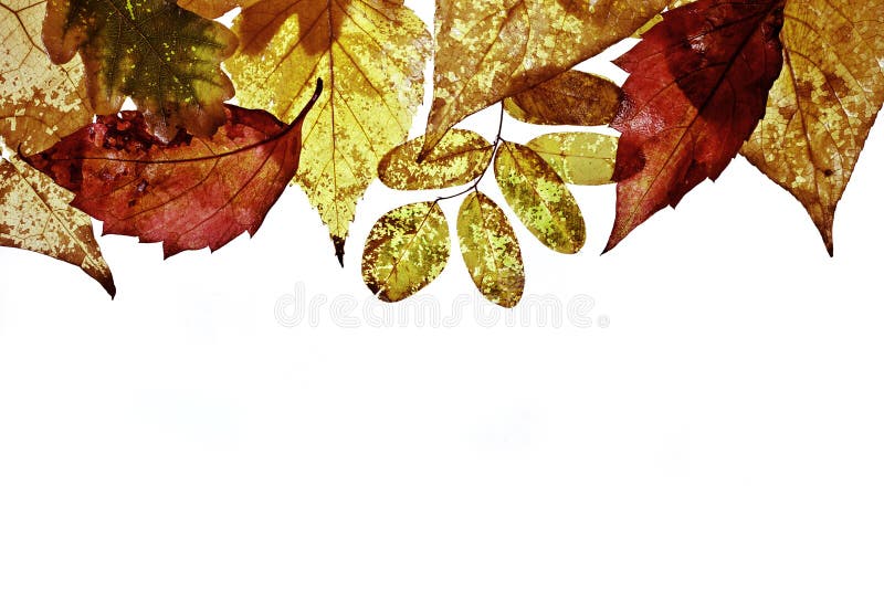 Autumn Leaves on White Background Stock Image - Image of november ...