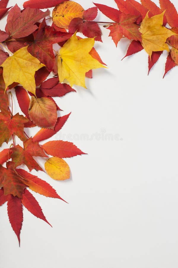 Autumn Leaves on White Background Stock Photo - Image of season, frame ...