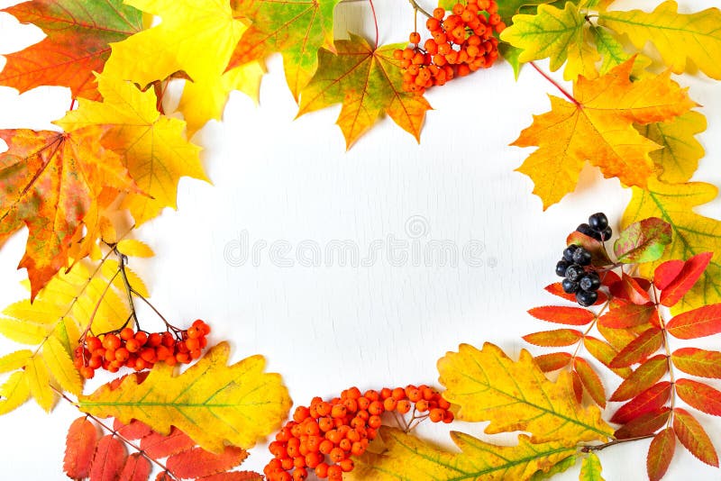 Autumn Leaves on a White Background Stock Image - Image of color ...