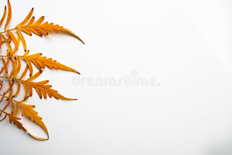 Autumn Leaves on White Background Stock Photo - Image of autumn, forest ...