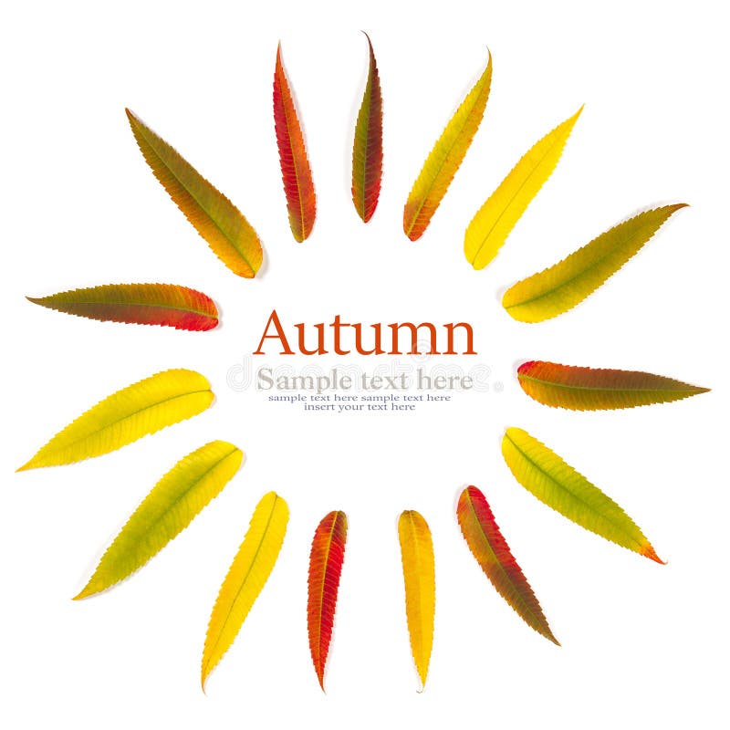 Autumn Leaves on White Background, Sample Text Stock Photo - Image of ...
