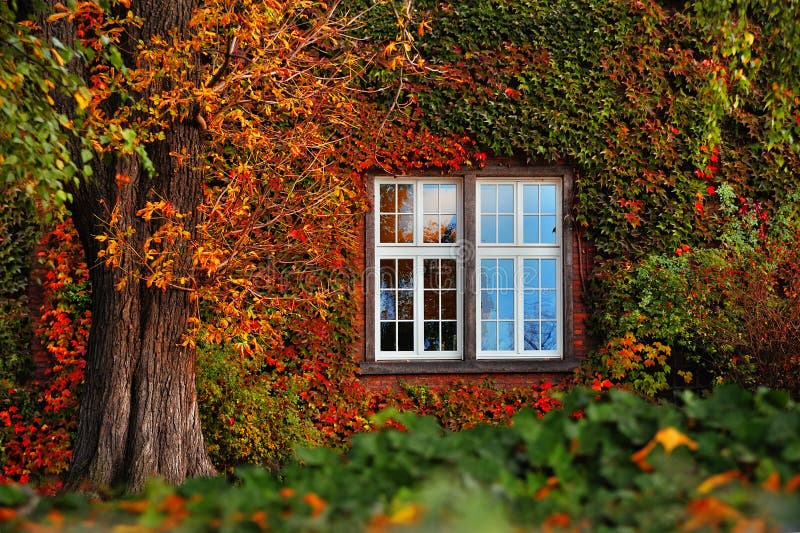 Autumn Leaves with White Window Stock Photo - Image of wild, rest: 58979510