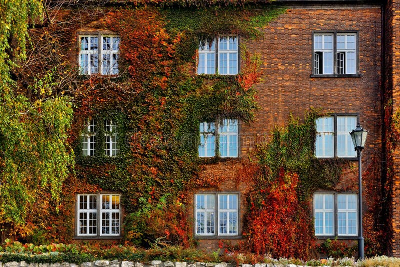 Autumn Leaves with White Windows on Old Facade Stock Photo - Image of ...