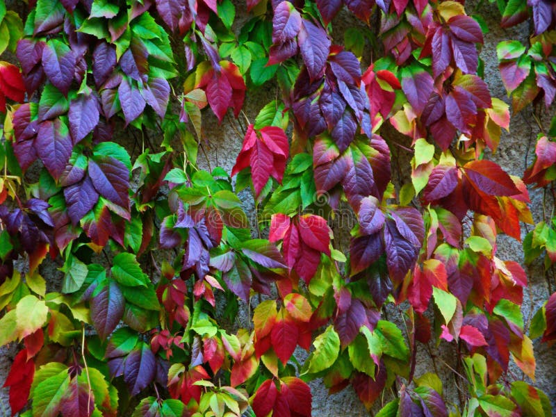 Autumn Leaves of Wild Grapes Stock Image - Image of gorgeous, bright ...