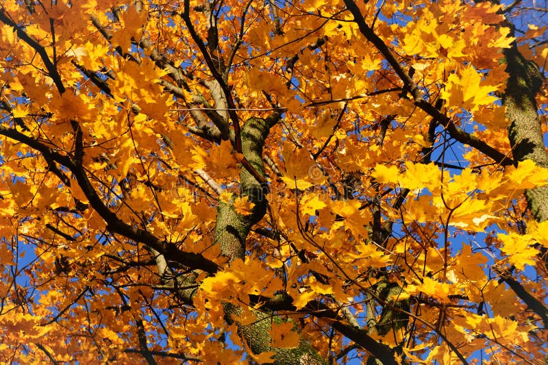 Autumn leaves on the wind stock photo. Image of october - 79662782