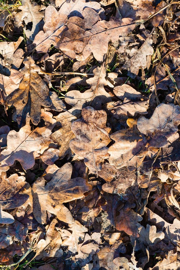 Autumn leaves withered stock photo. Image of meadow, colorful - 50783708