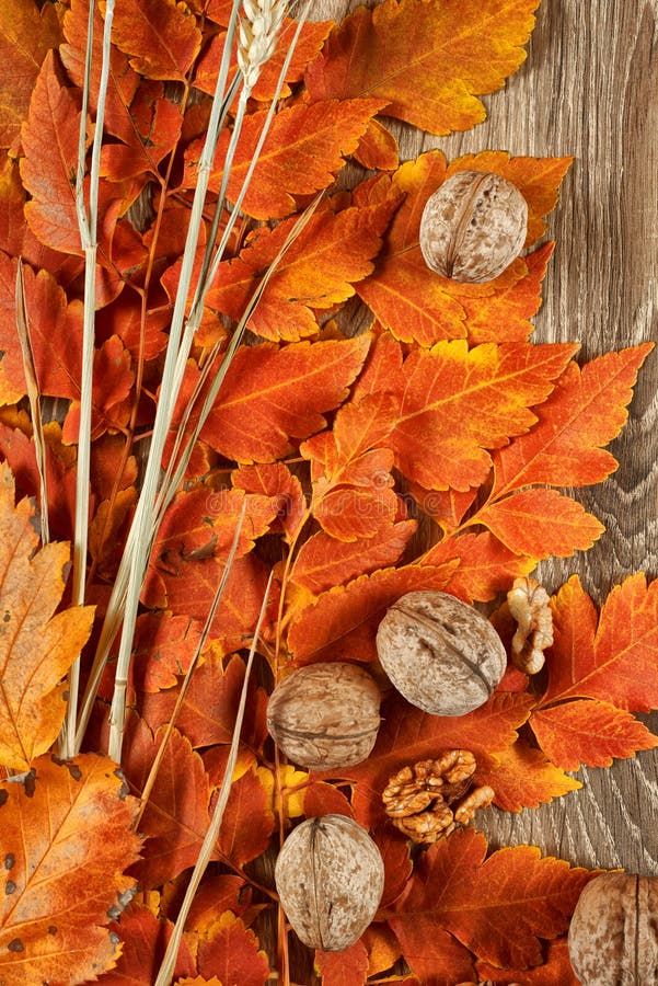 Autumn Leaves on Wood Background Stock Photo - Image of object, aspen ...