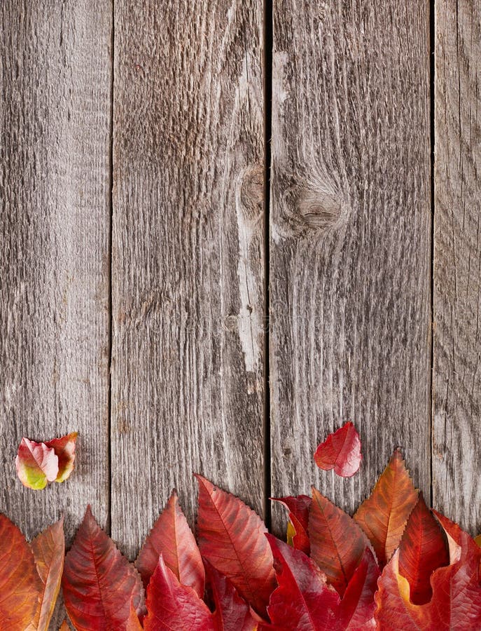 Autumn Leaves on Wood Background Stock Photo - Image of plant, people ...