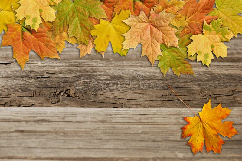 Autumn Leaves on Wood Background Stock Photo - Image of rope, flora ...