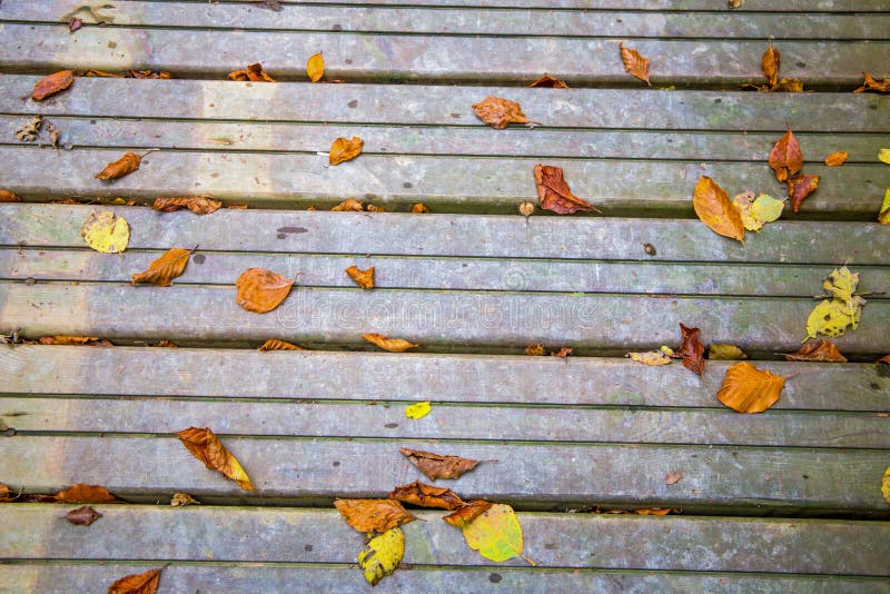 Scattered Leaves in a Wood Background in Autumn Stock Image - Image of ...