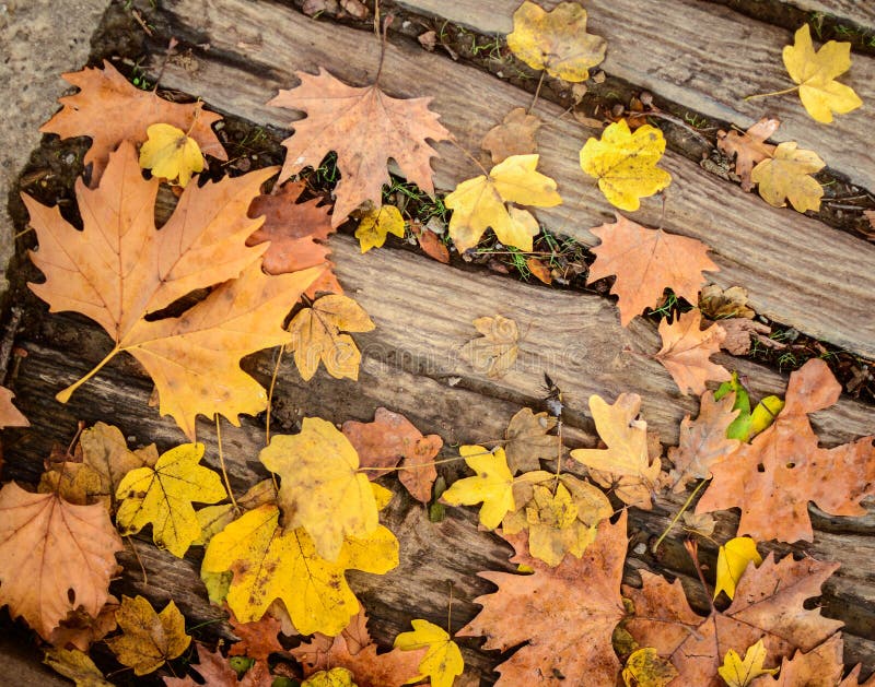 Autumn Leaves on Wood Floor Background Stock Image - Image of close ...