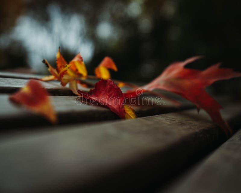 Autumn Leaves on Wooden Bench Stock Photo - Image of autumn, fall ...