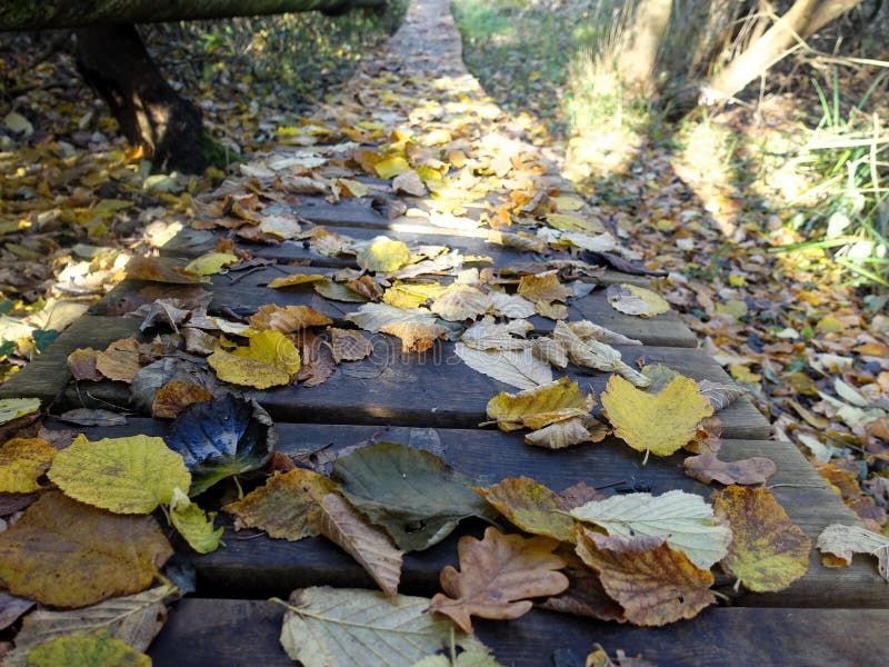 Autumn Leaves on a Wooden Pathway in a Forest. Stock Photo - Image of ...
