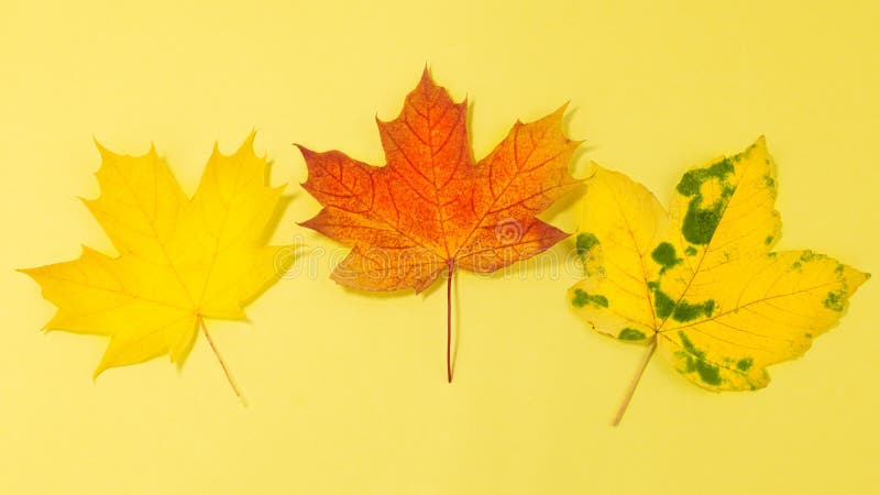 Autumn Leaves on a Yellow Background. Maple Autumn Leaves Stock Image ...