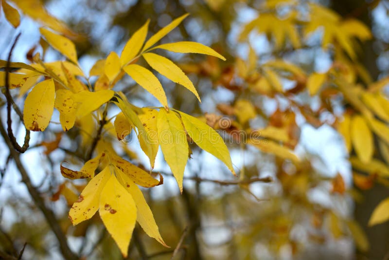 Autumn leaves stock image. Image of yellow, macro, leaves - 61448049