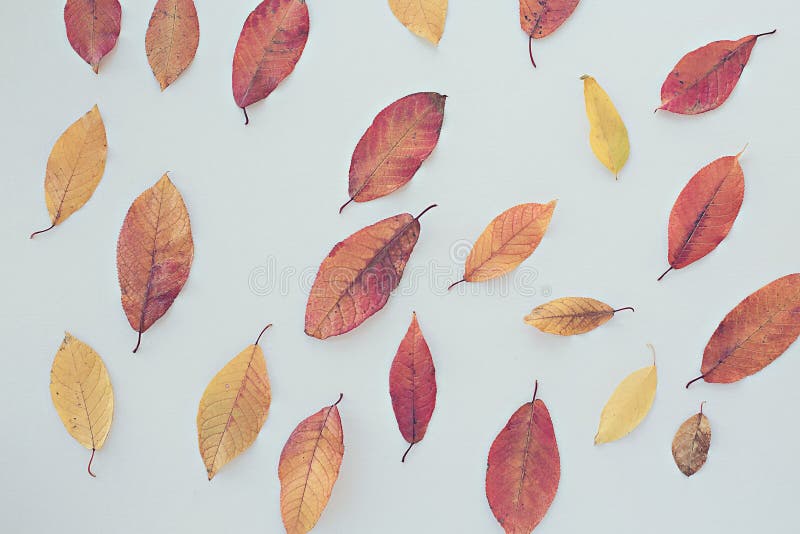 Autumn Leaves on Beige Background Stock Image - Image of background ...