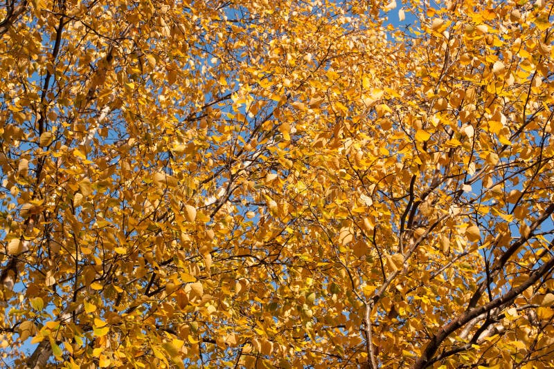 Autumn leaves stock image. Image of overlay, tree, background - 77180243