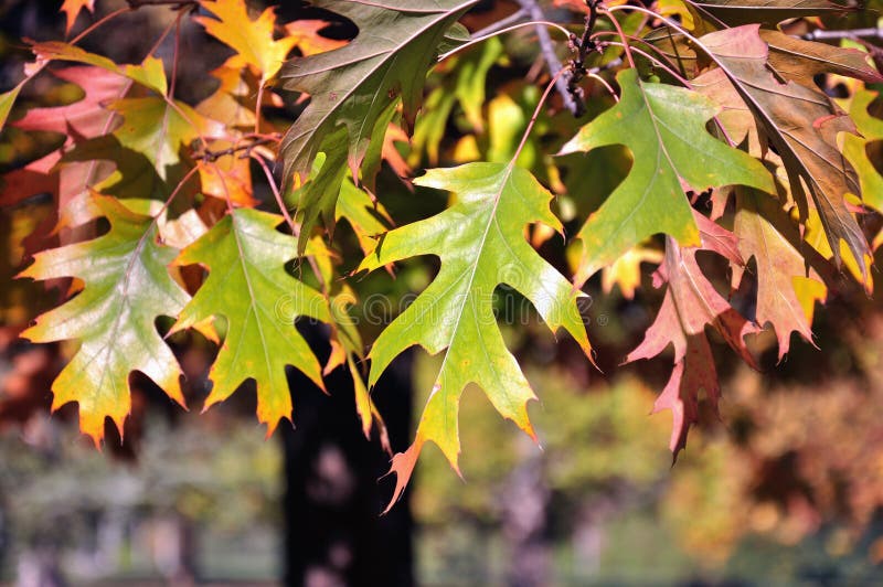 Golden Leavs In Fall Natural Background Stock Photo - Image of breeze ...
