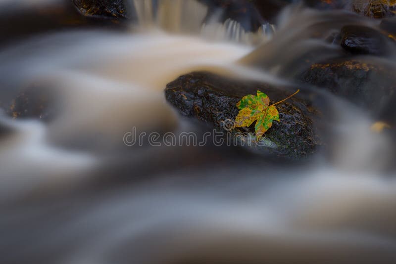 Autumn leef on a rock stock photo. Image of leef, waterfall - 108988586