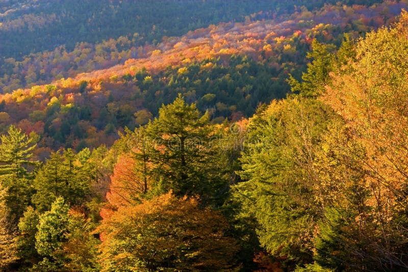 Autumn light stock image. Image of serene, trees, orange - 10630109