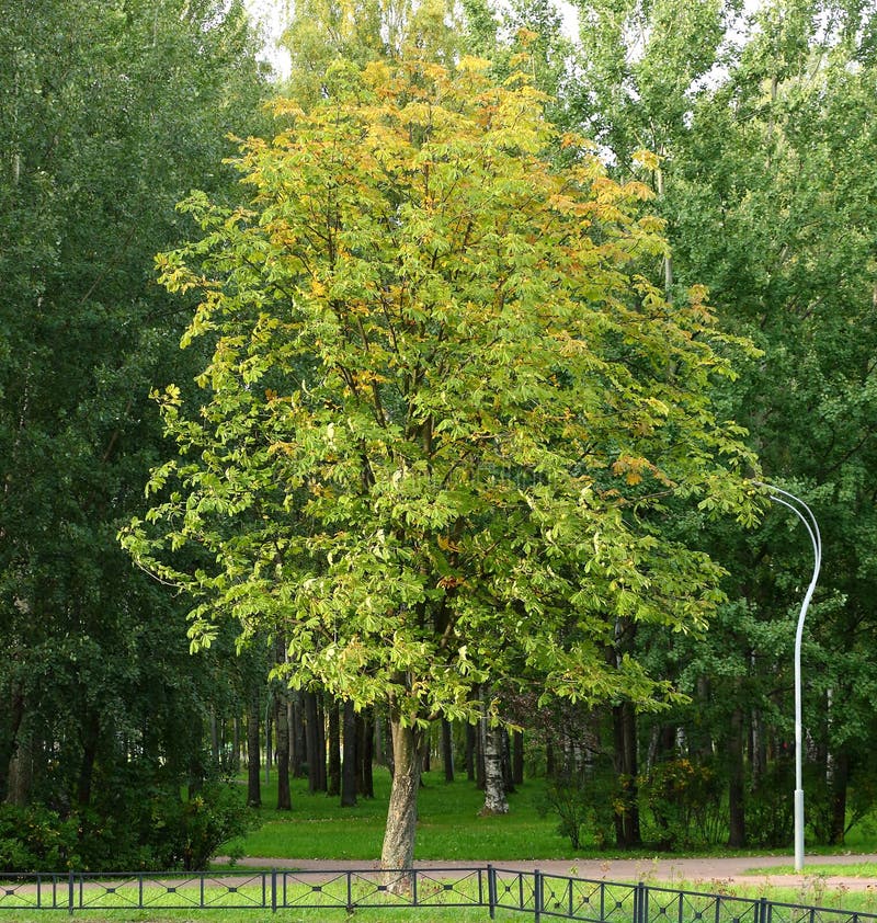 Autumn Light Green Tree in the Park Stock Image - Image of park, nature ...