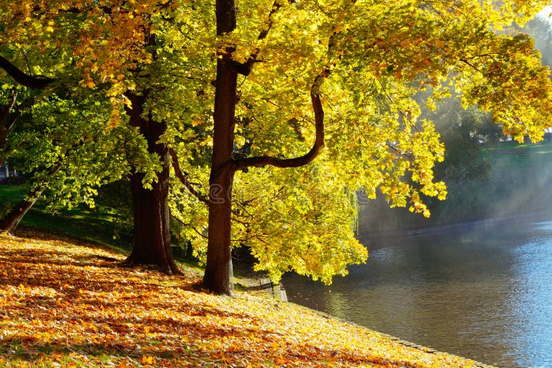 Autumn light stock photo. Image of colorful, outdoor - 78794018