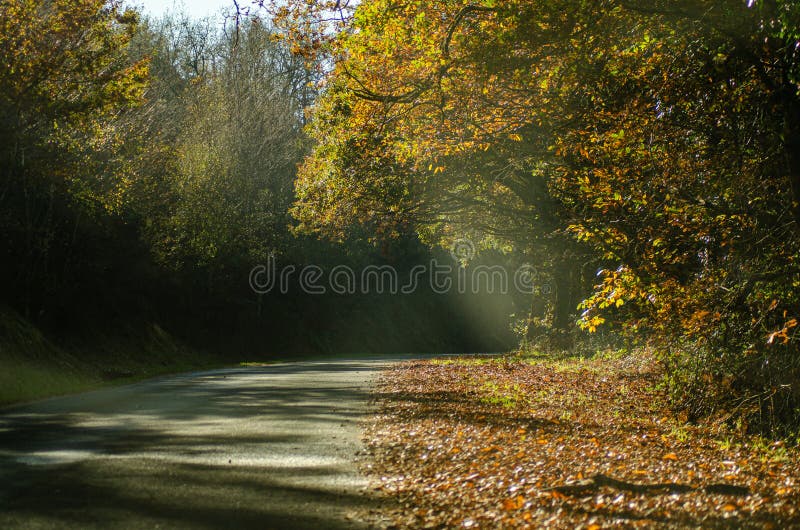 Fall Lights and Colors on a Country Road Stock Photo - Image of tree ...