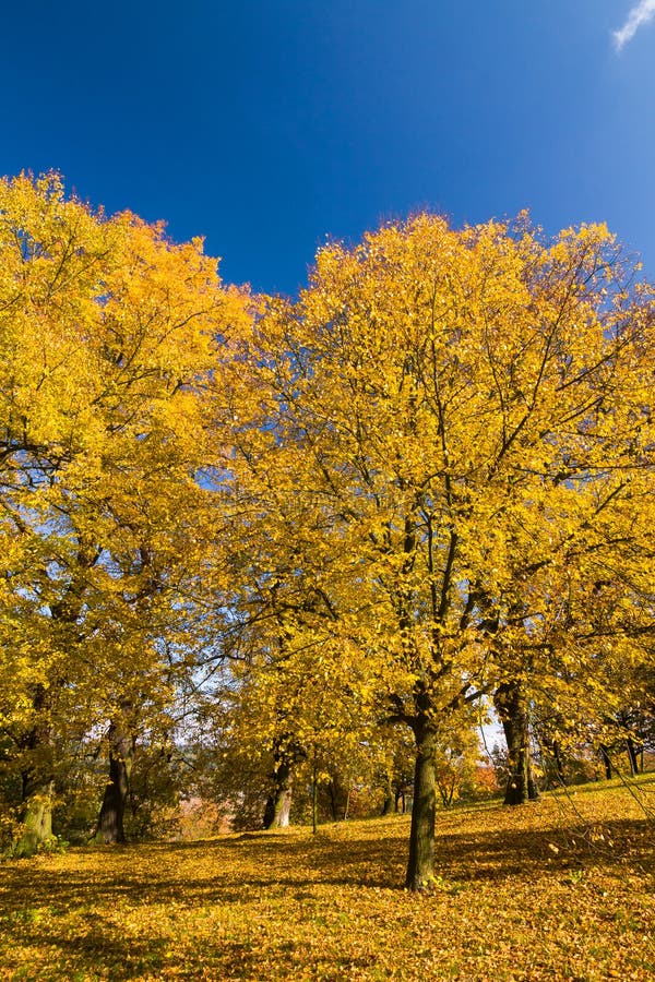 Autumn in Lime Tree Avenue stock photo. Image of driveway - 60824122
