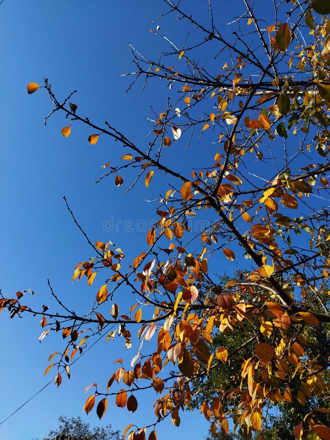 Autumn, Little Leaf, Sky, Nature Stock Photo - Image of nature ...