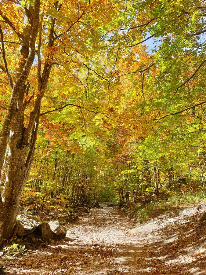 Autumn in Logar Valley Slovenia - Stone Path Under Colorful Trees Stock ...