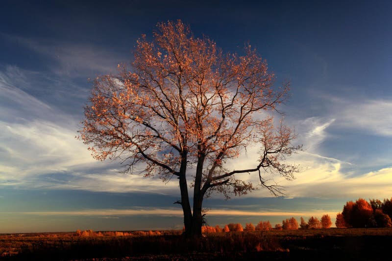 Autumn, Lone Oak Tree in a Field Stock Image - Image of autumn, morning ...
