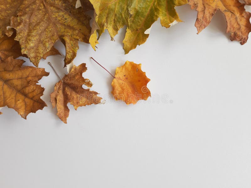Lonely leaf on a bench stock image. Image of lonely, beautiful - 79208283