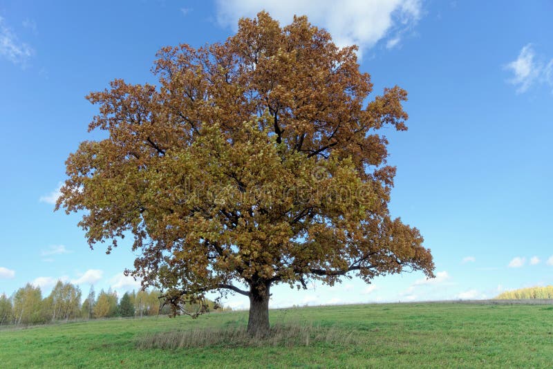 Autumn, Lonely Oak in the Middle of the Field. Stock Photo - Image of ...