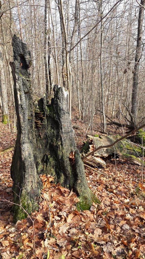 Burnt stump stock image. Image of forest, butnt, stump - 103544741