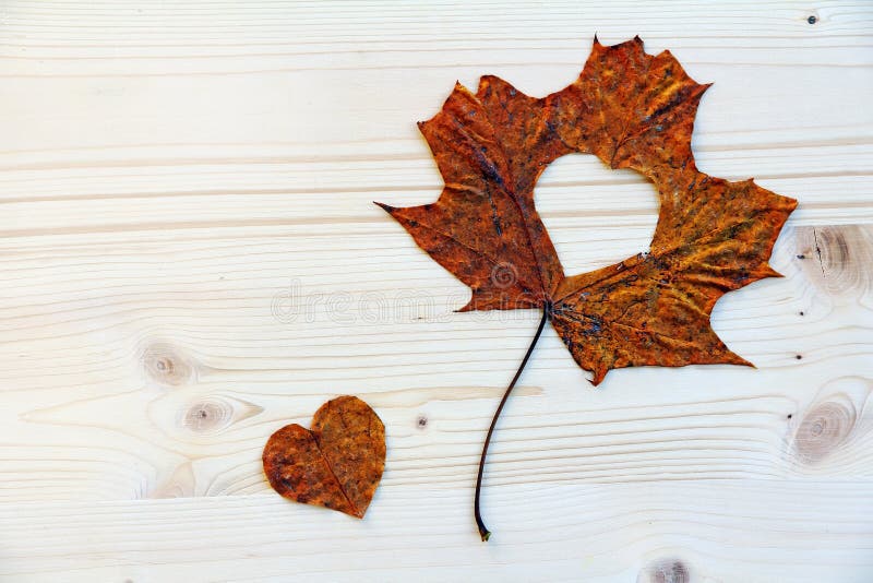 Autumn Love - an Autumn Leaf with a Heart Stock Photo - Image of loves ...
