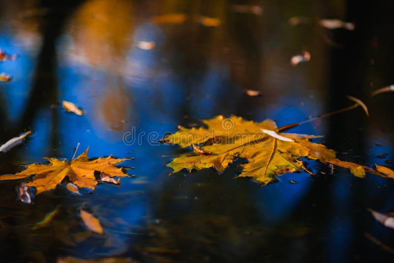 Autumn Macro Maple Leaf Natural, Season Stock Photo - Image of view ...
