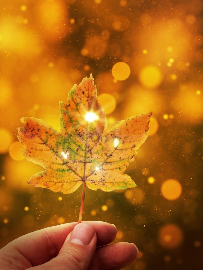 Autumn magic stock photo. Image of color, golden, natural - 134450924